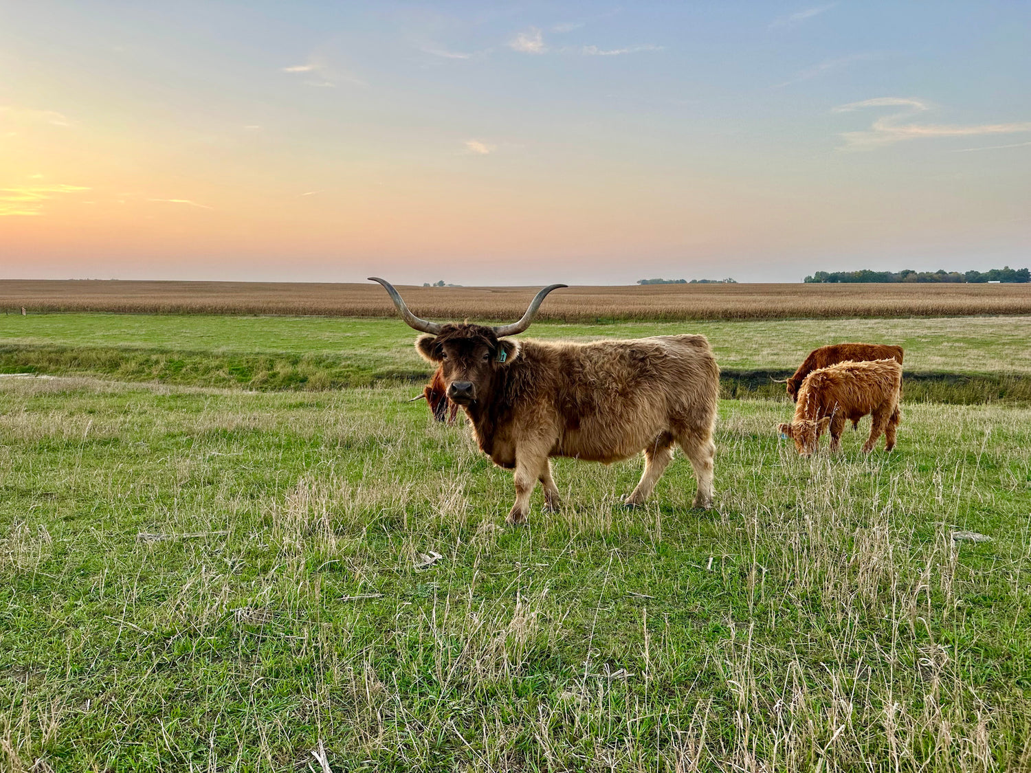 Healthy farm to table Scottish Highland beef delivered to your door ...