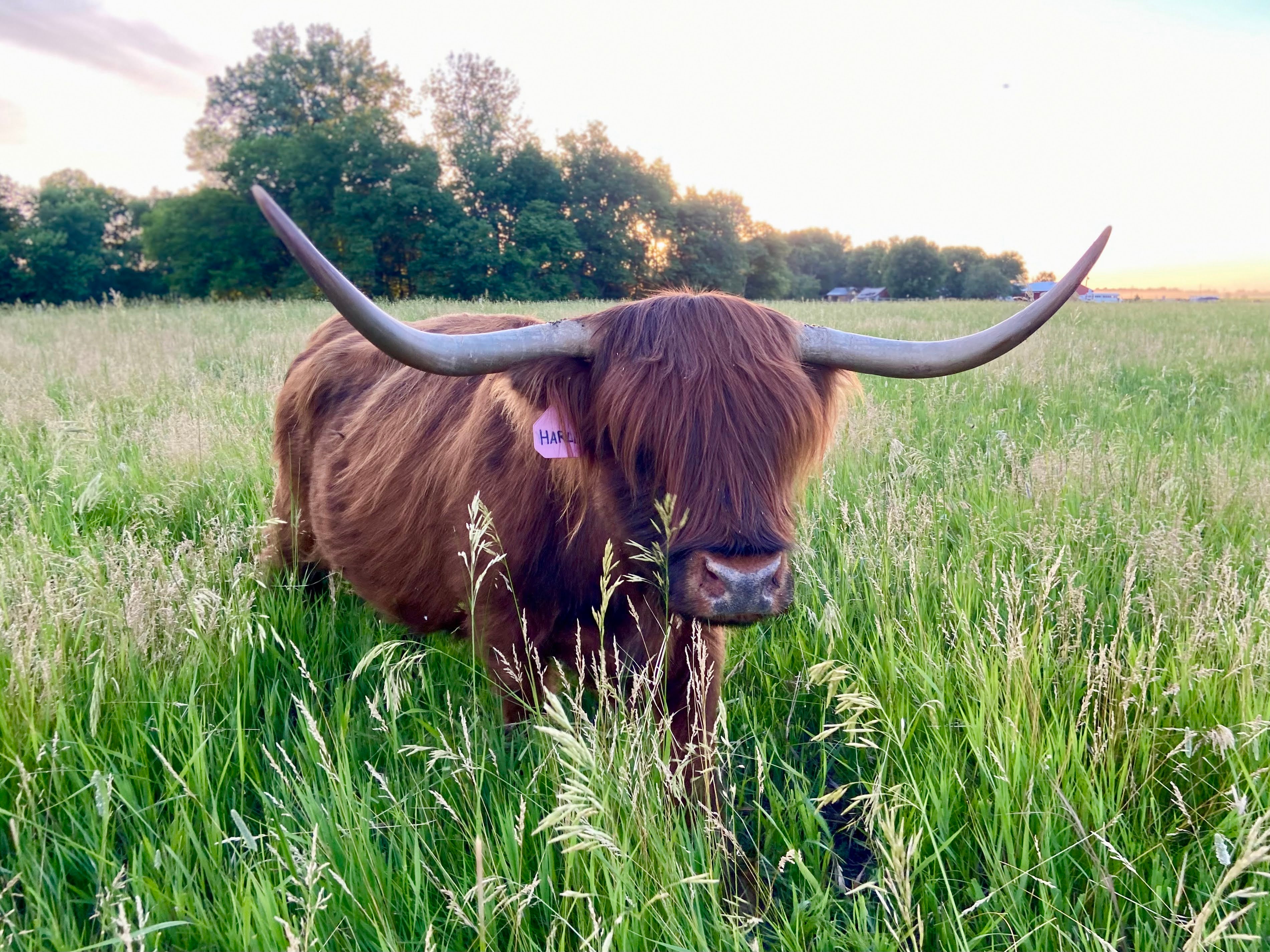 Healthy farm to table Scottish Highland beef delivered to your door ...